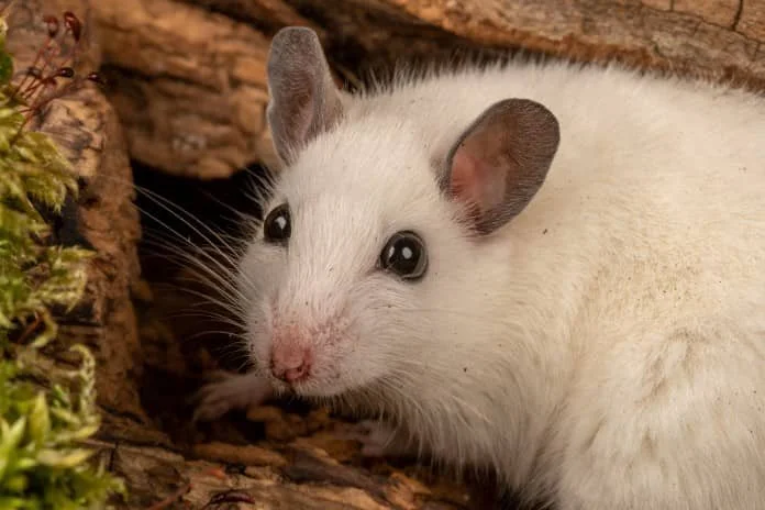 Rodent Rearing! So You Want to Get Started Breeding Your Own Rats and ...