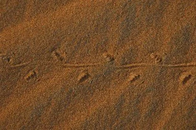 Whose Track is That? What About Scat!? Other Signs of Reptiles and ...