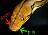 Boa Vs. Python! What Are The “Real” Differences!? — Wisconsin ...