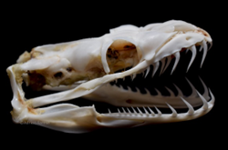 Boa Vs. Python! What Are The “Real” Differences!? — Wisconsin ...