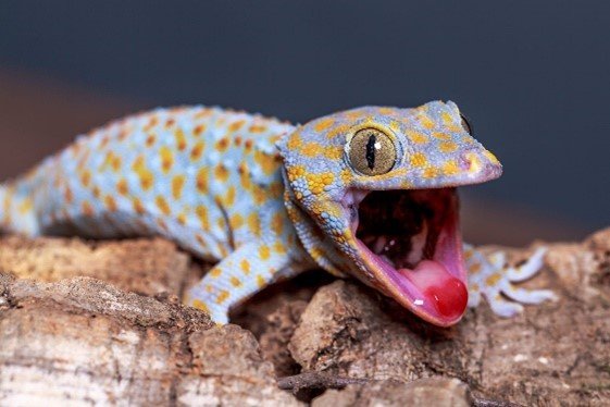 Reptile and Amphibian Audio! How (and Why) Some Can Make Sounds ...