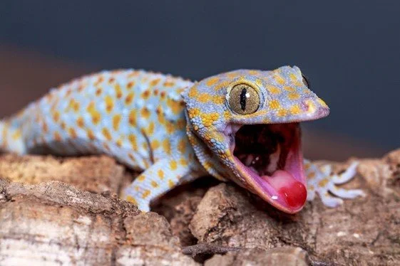 Reptile and Amphibian Audio! How (and Why) Some Can Make Sounds ...