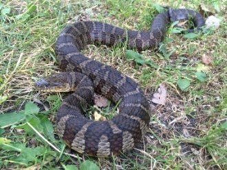 Venomous Snakes of Wisconsin & Common Look-Alikes! — Wisconsin ...