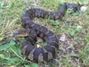 Venomous Snakes of Wisconsin & Common Look-Alikes! — Wisconsin ...