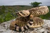 Reptile and Amphibian Audio! How (and Why) Some Can Make Sounds ...