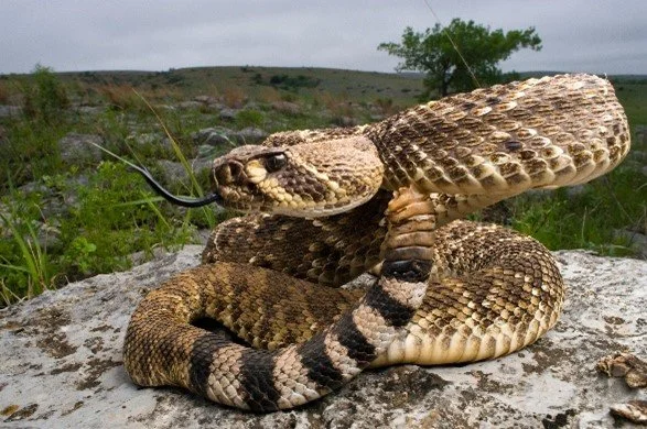 Reptile and Amphibian Audio! How (and Why) Some Can Make Sounds ...