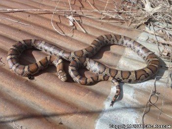 Venomous Snakes of Wisconsin & Common Look-Alikes! — Wisconsin ...