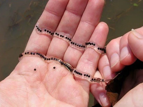 Whose Track is That? What About Scat!? Other Signs of Reptiles and ...