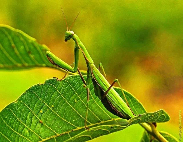 Top 10 Beginner Invertebrates! — Wisconsin Herpetological Association