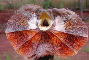Reptile and Amphibian Audio! How (and Why) Some Can Make Sounds ...