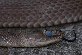 Snakes Vs. Legless Lizards! Are They One In The Same!? — Wisconsin ...