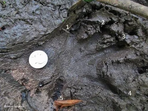 Whose Track is That? What About Scat!? Other Signs of Reptiles and ...