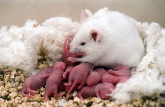 Rodent Rearing! So You Want to Get Started Breeding Your Own Rats and ...