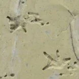 Whose Track is That? What About Scat!? Other Signs of Reptiles and ...