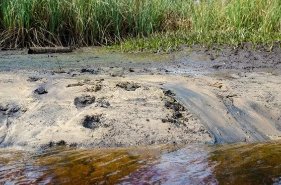 Whose Track is That? What About Scat!? Other Signs of Reptiles and ...