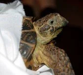 Does Your Turtle or Tortoise Need a Beak Trim? — Wisconsin Herpetological Association