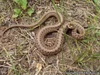 Venomous Snakes of Wisconsin & Common Look-Alikes! — Wisconsin ...