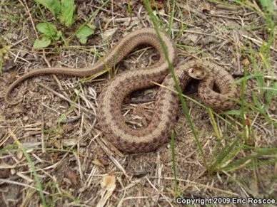 Venomous Snakes of Wisconsin & Common Look-Alikes! — Wisconsin ...