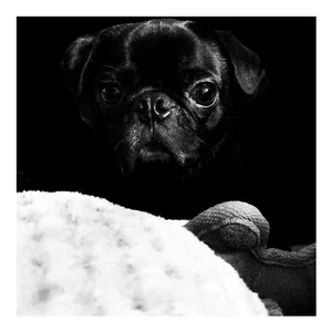 YMR Veterinary Services | Schedule Affordable and Quality Pet Care Today!