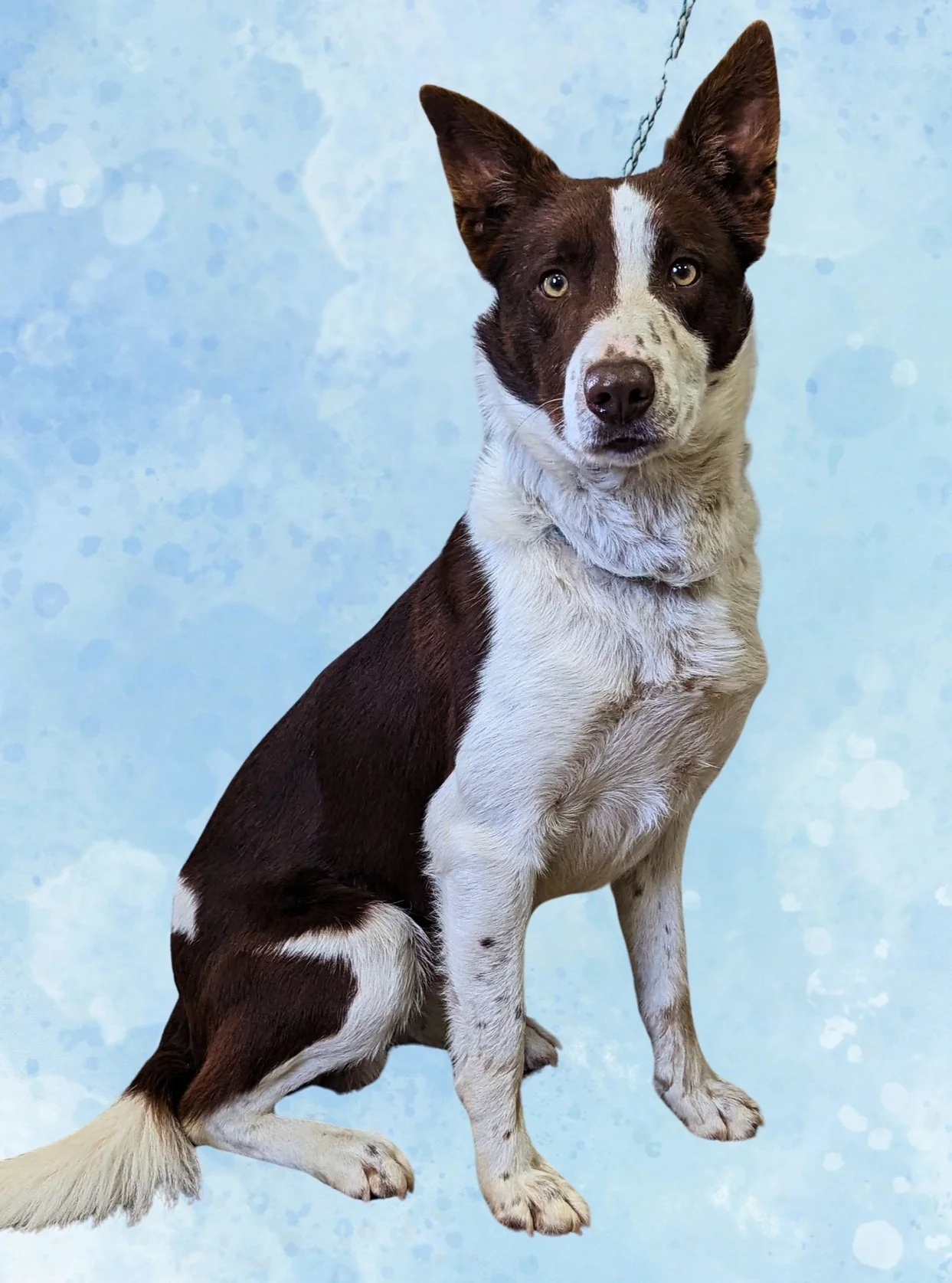 Proud Animal Lovers Shelter