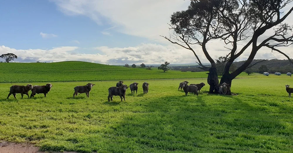 Drought Resilient Eyre Peninsula