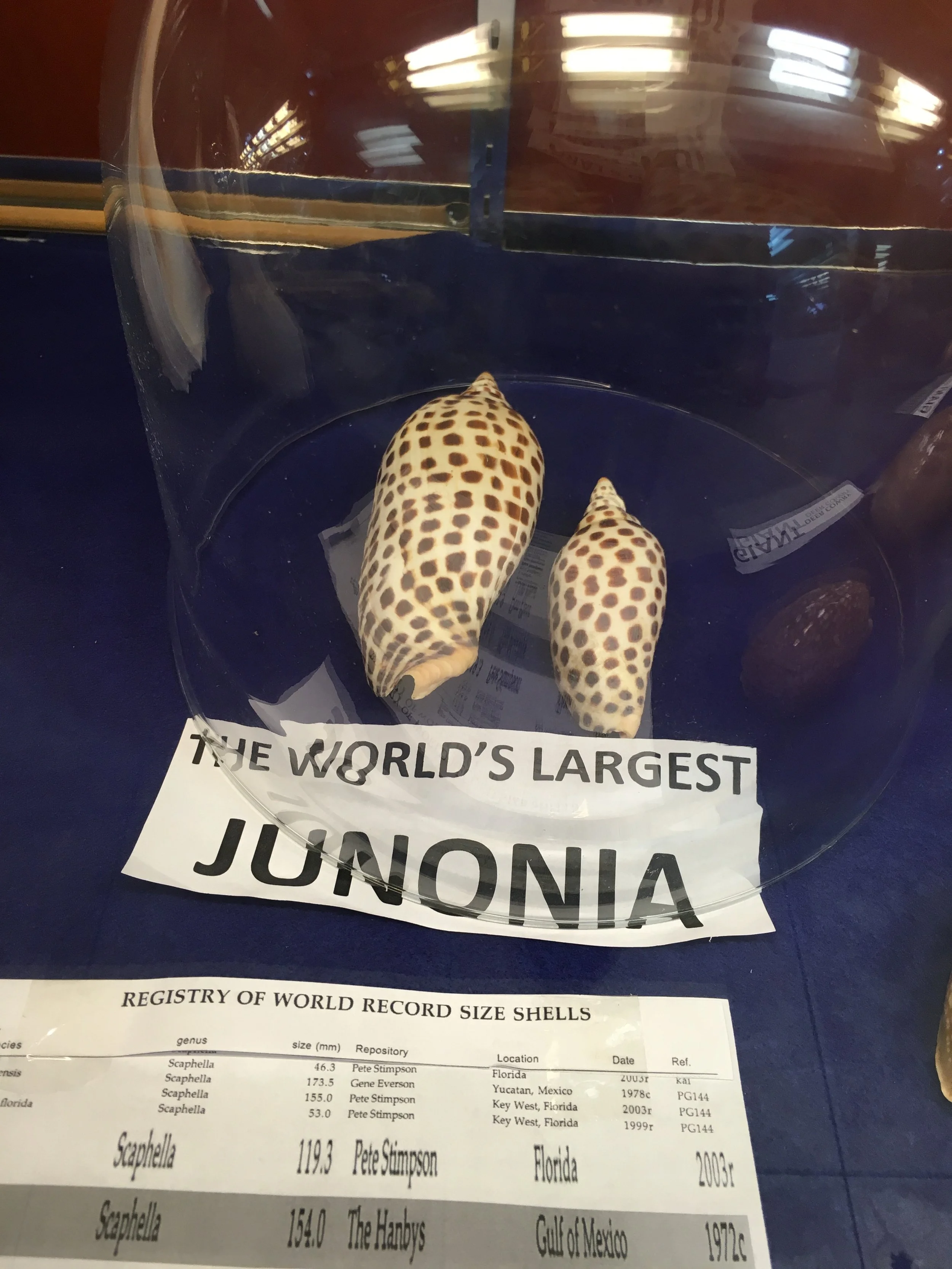 Junonia Shells, a History and a World Record — Go to Shell | A Blog for ...