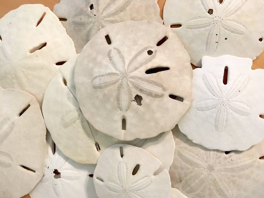 Fun Facts About Sand Dollars — Go to Shell | A Blog for Those Who Love ...