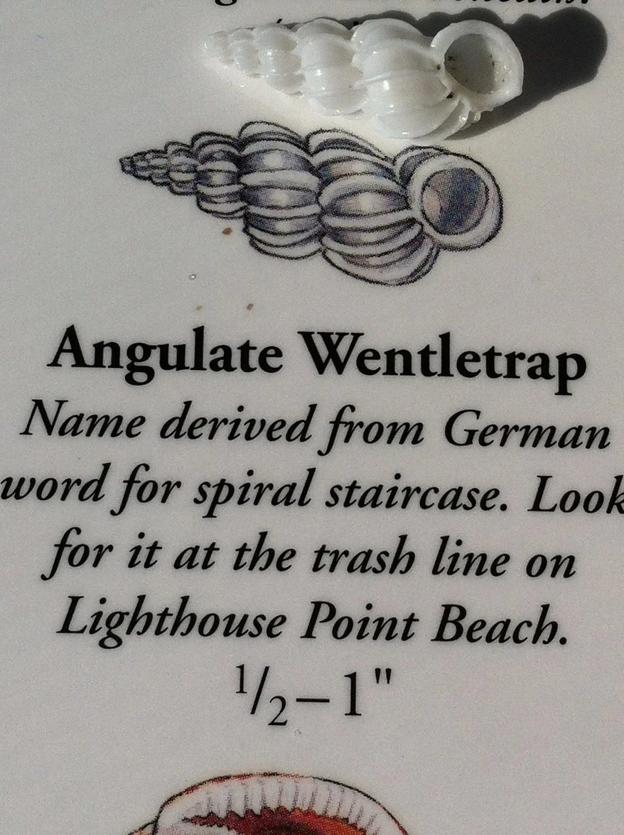 Wentletrap: What it means, Where to get one — Go to Shell | A Blog for ...