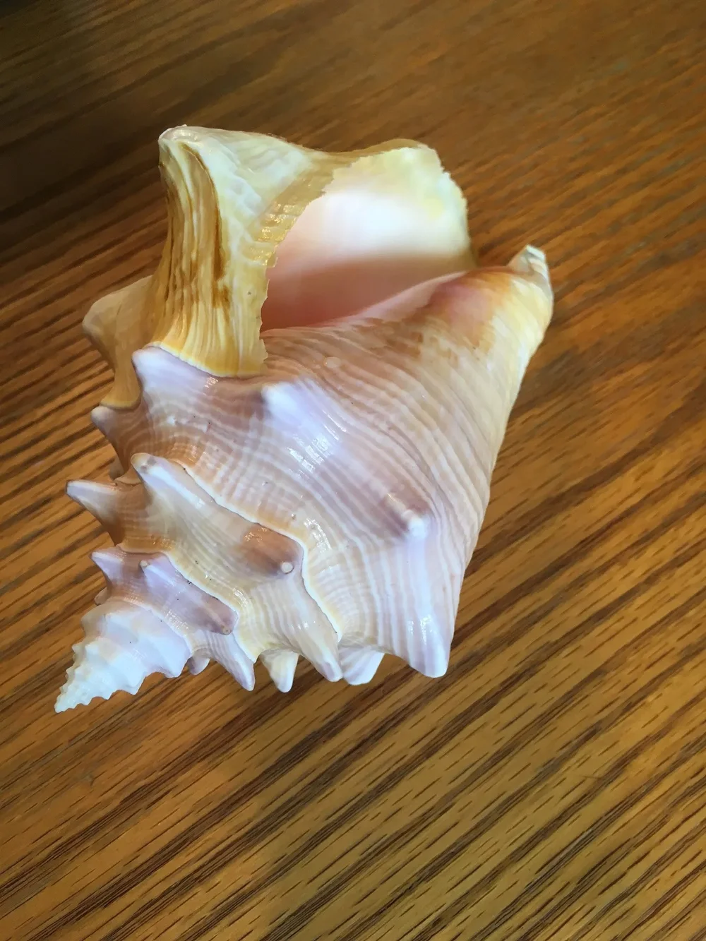 Queen Conch With Purple Tips — Go to Shell | A Blog for Those Who Love ...