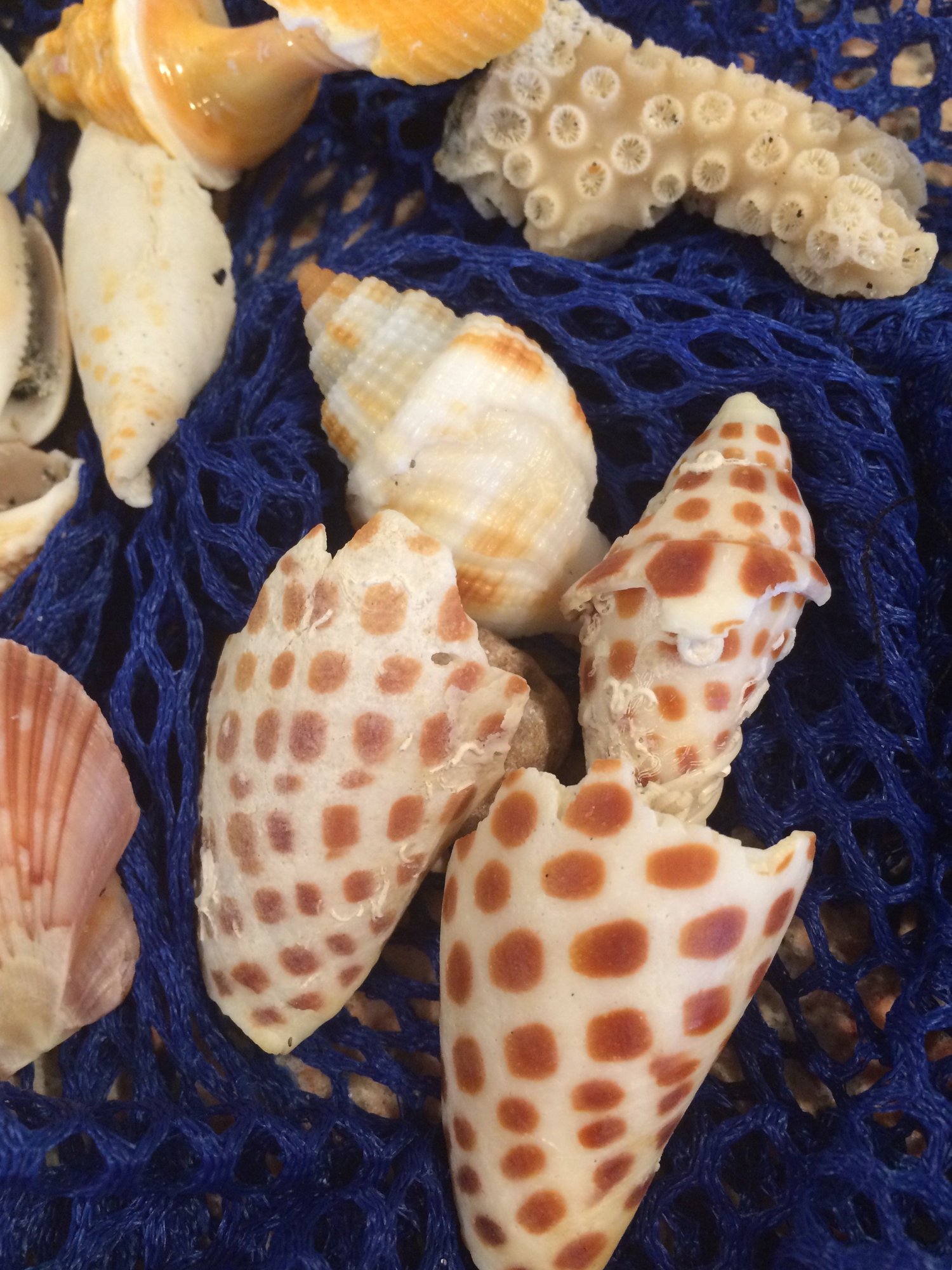 Junonia Shells, a History and a World Record — Go to Shell | A Blog for ...
