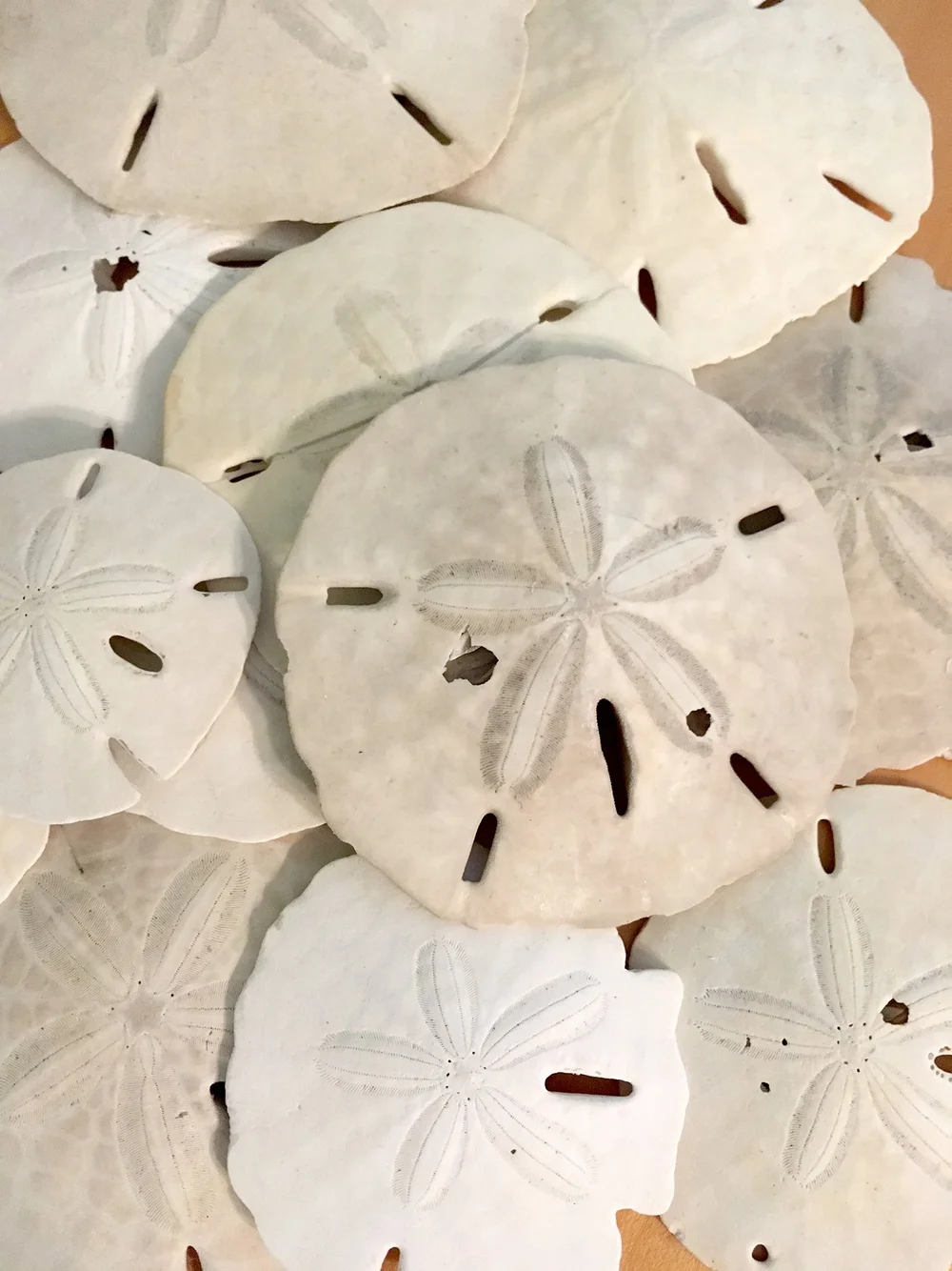 Legend of the Sand Dollar — Go to Shell | A Blog for Those Who Love ...