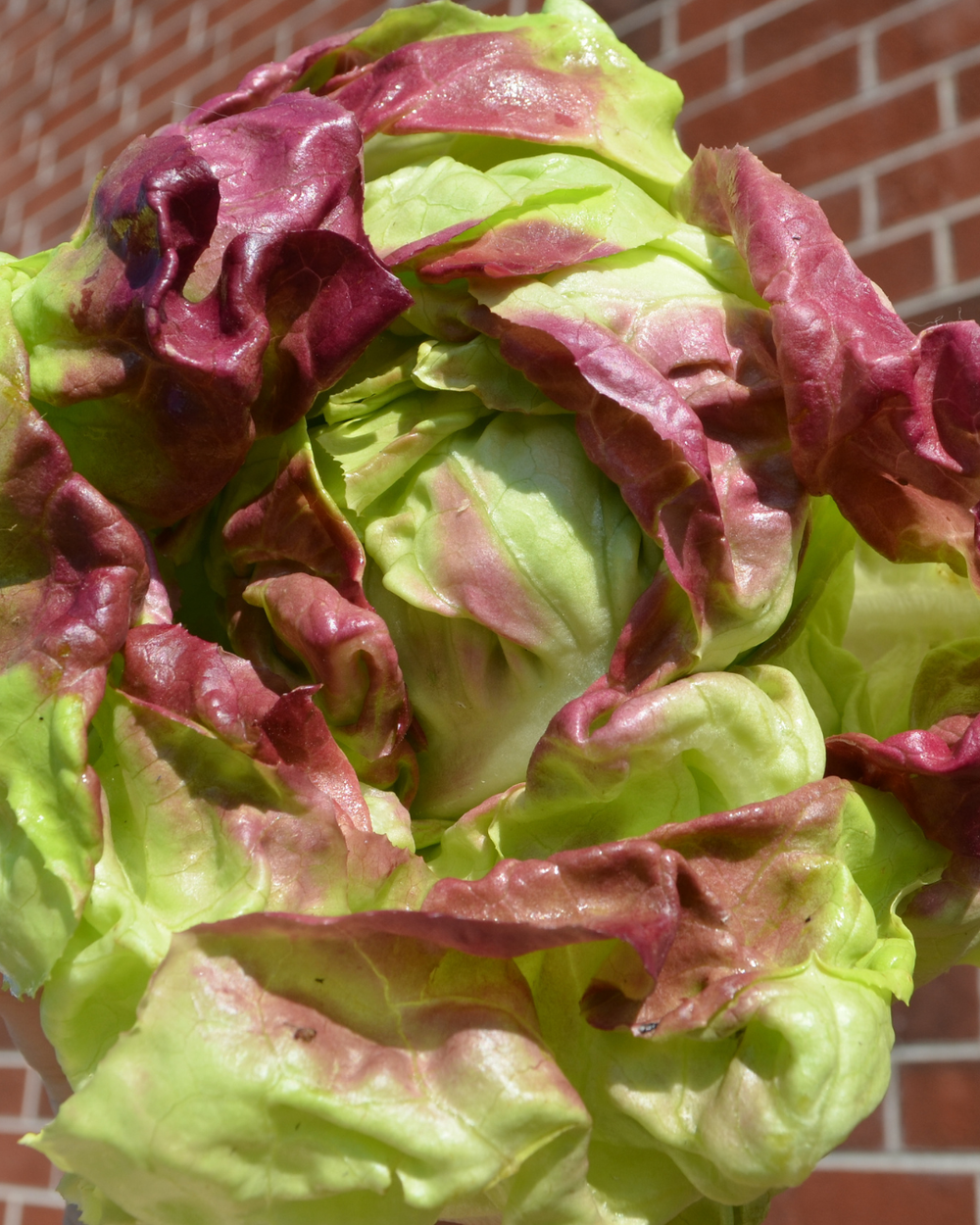 Old Fort Distribution — Foothills Food Hub