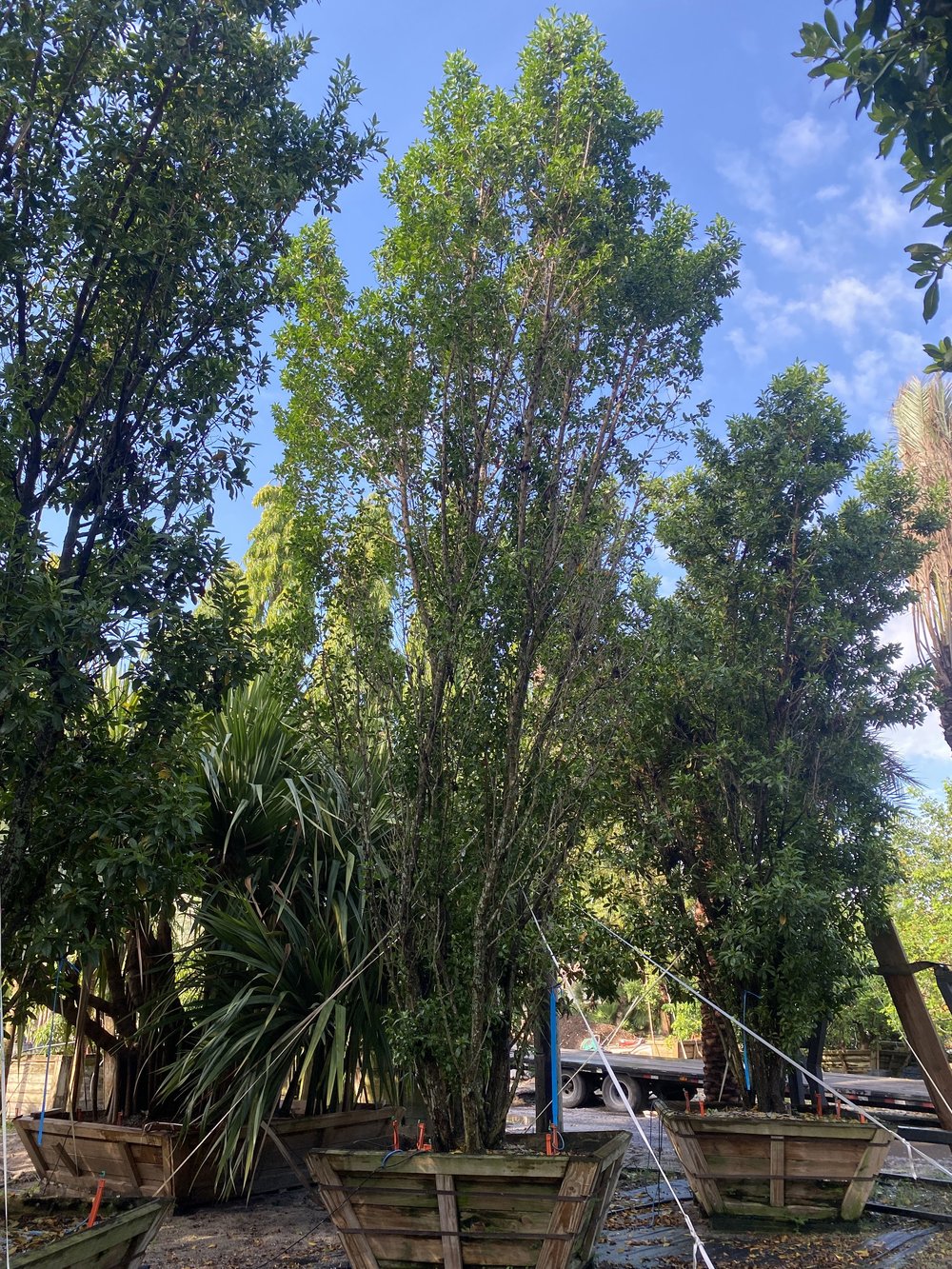 Conocarpus erectus - "Green Buttonwood" — South Coast Grower, Inc.