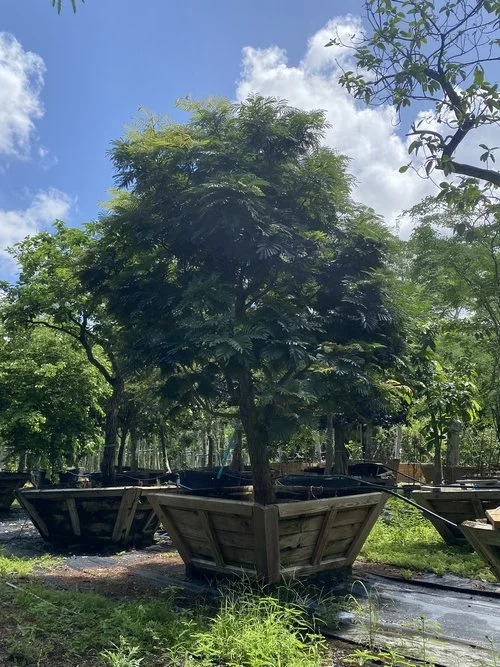 Pithecellobium arboreum - "Lorito Tree" — South Coast Grower, Inc.