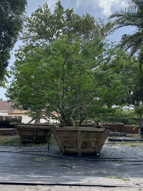 Pithecellobium tortum - "Brazilian Raintree" — South Coast Grower, Inc.