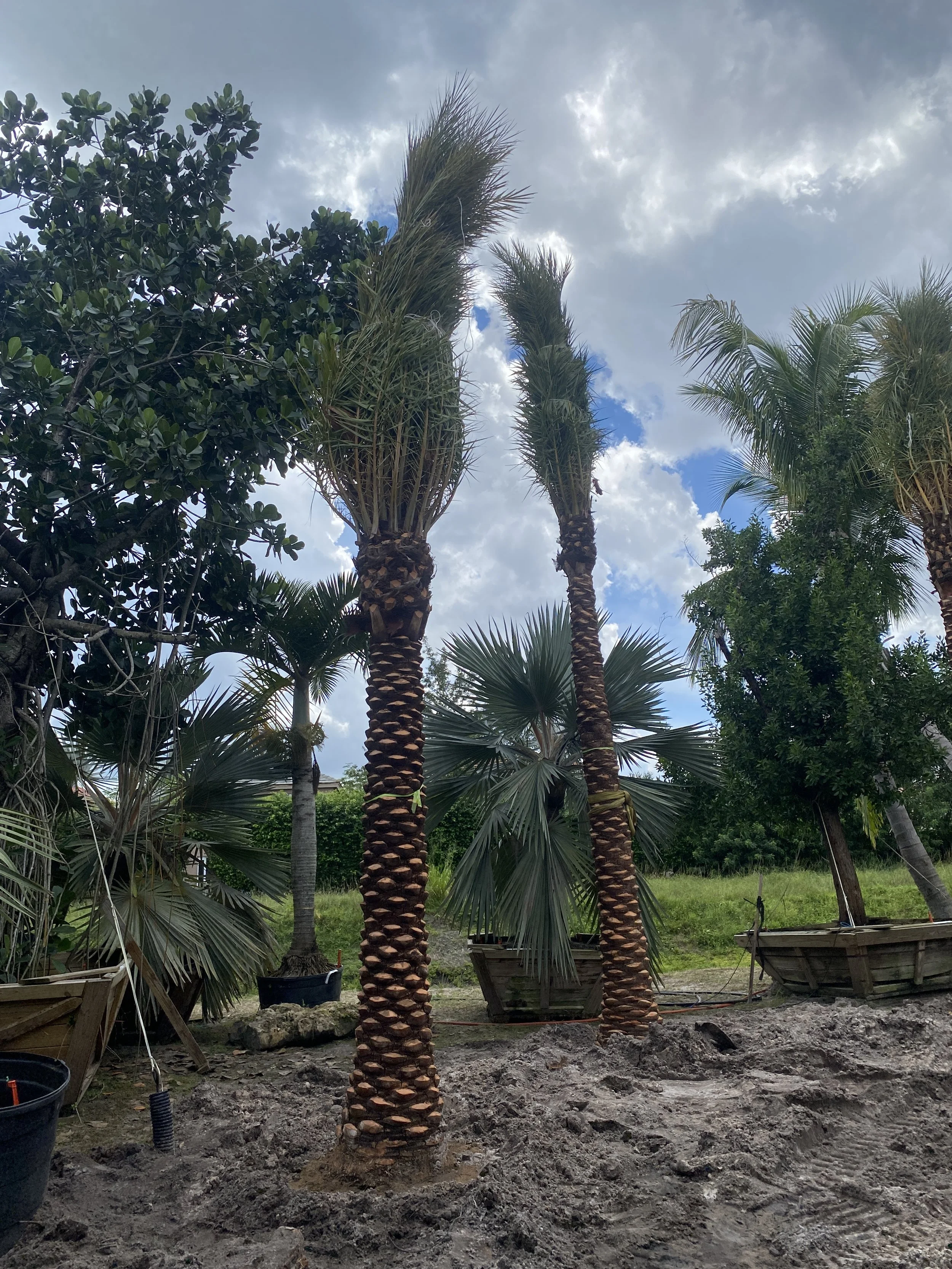 Phoenix sylvestris - "Sylvester Date Palm" — South Coast Grower, Inc.