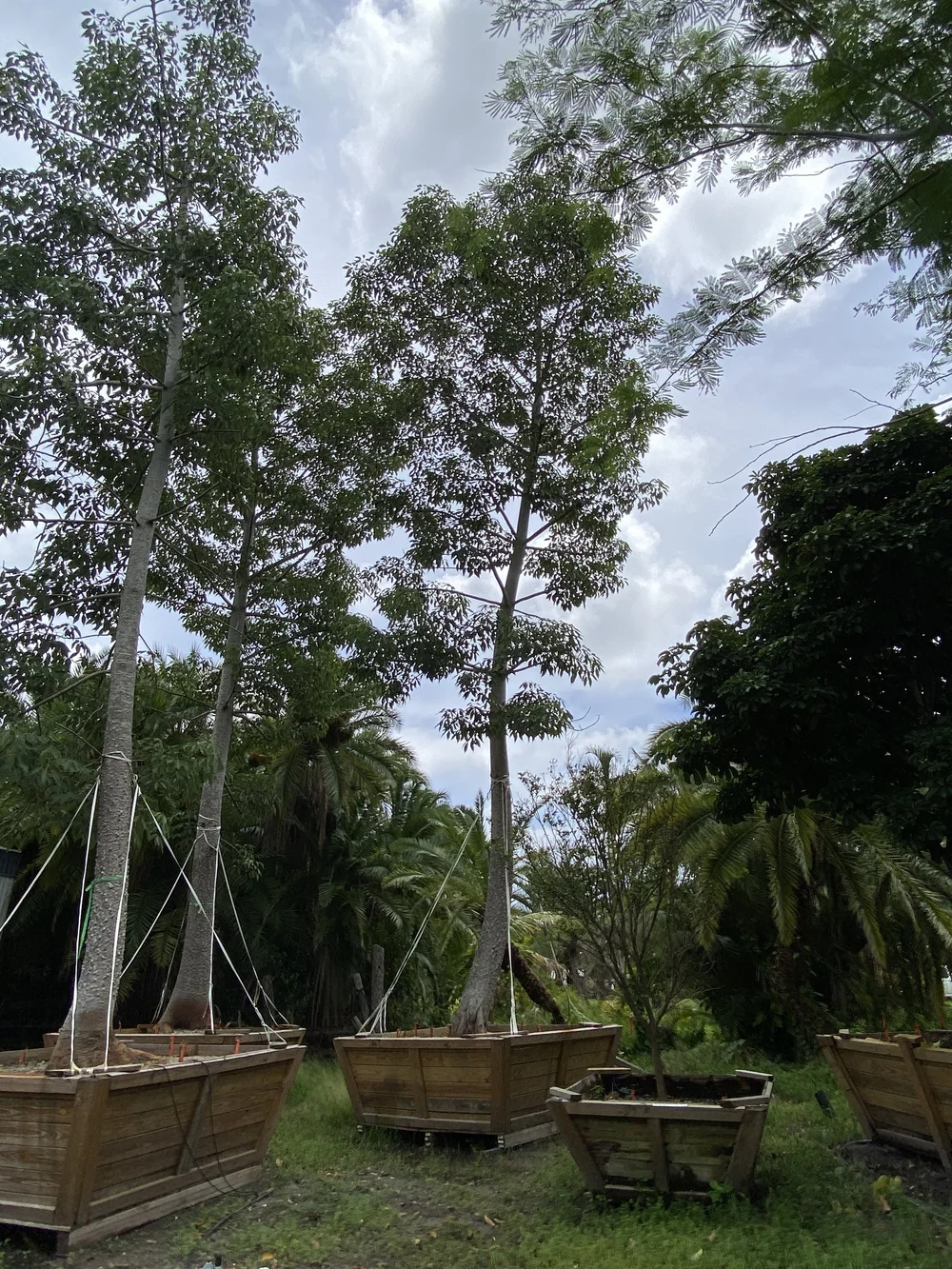 Bombax ceiba - "Red Bombax" — South Coast Grower, Inc.