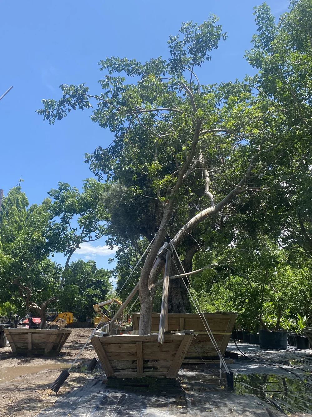 Bursera simaruba - "Gumbo Limbo" — South Coast Grower, Inc.