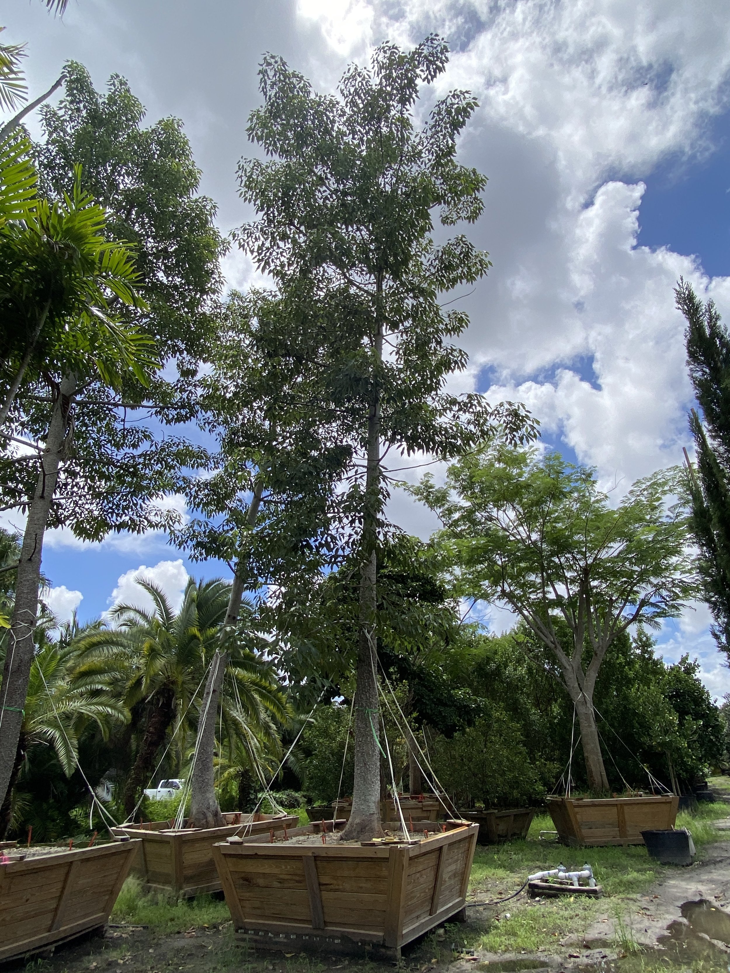 Bombax ceiba - "Red Bombax" — South Coast Grower, Inc.
