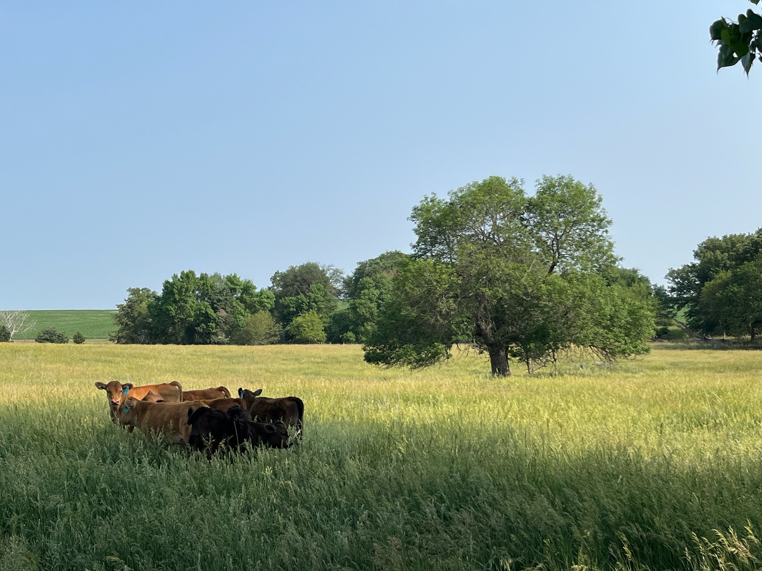 Bruns Cattle Co. | Wagyu Beef | Rotational Grazing | Waco, NE