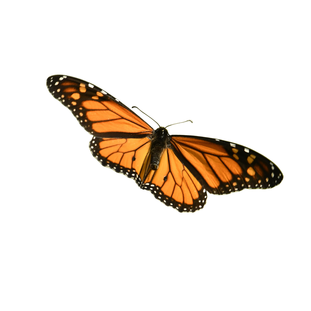 Finding Fearless Podcast — Fearless Foundry