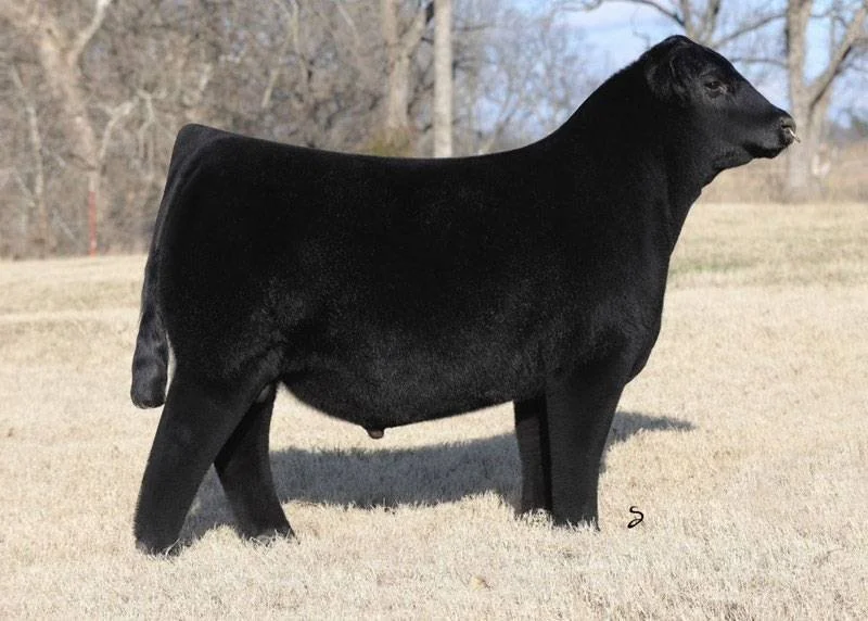 Schaeffer Show Cattle
