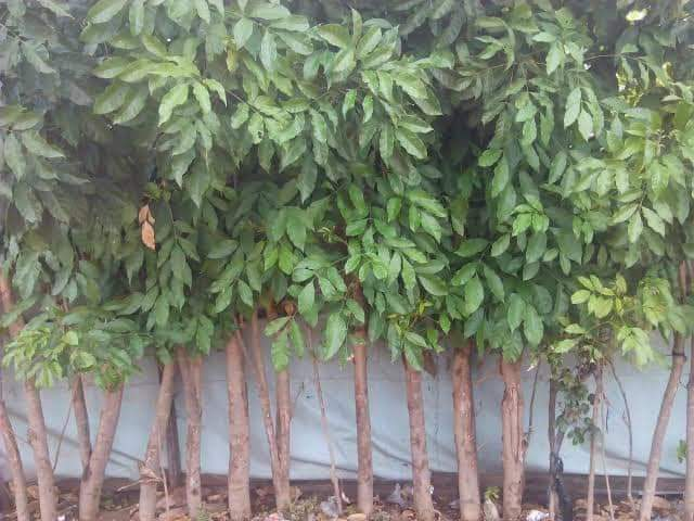 Ogilishi Tree in Igbo Tradition and Spirituality — Odinani Mystery School