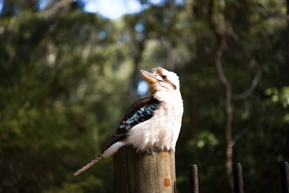 Birds — fraserisland.net