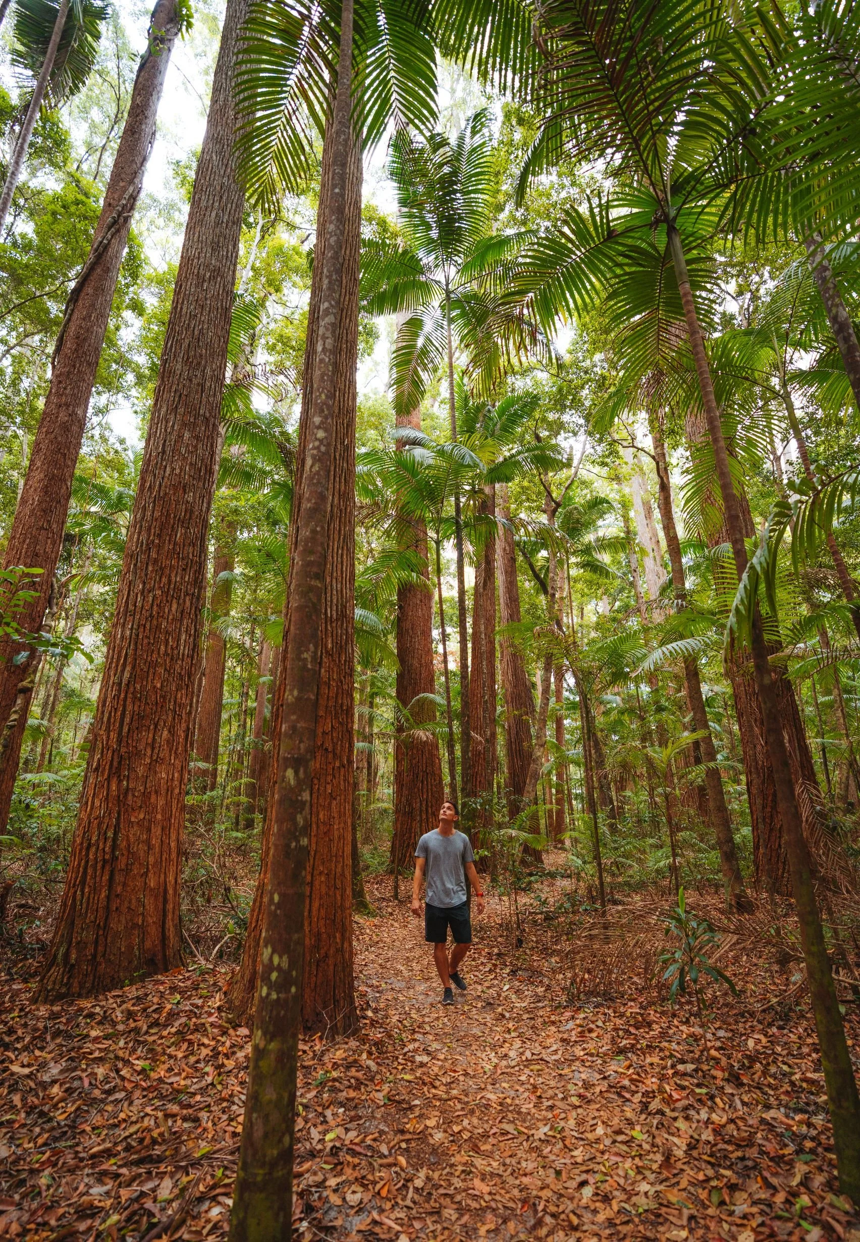 Rainforest — fraserisland.net