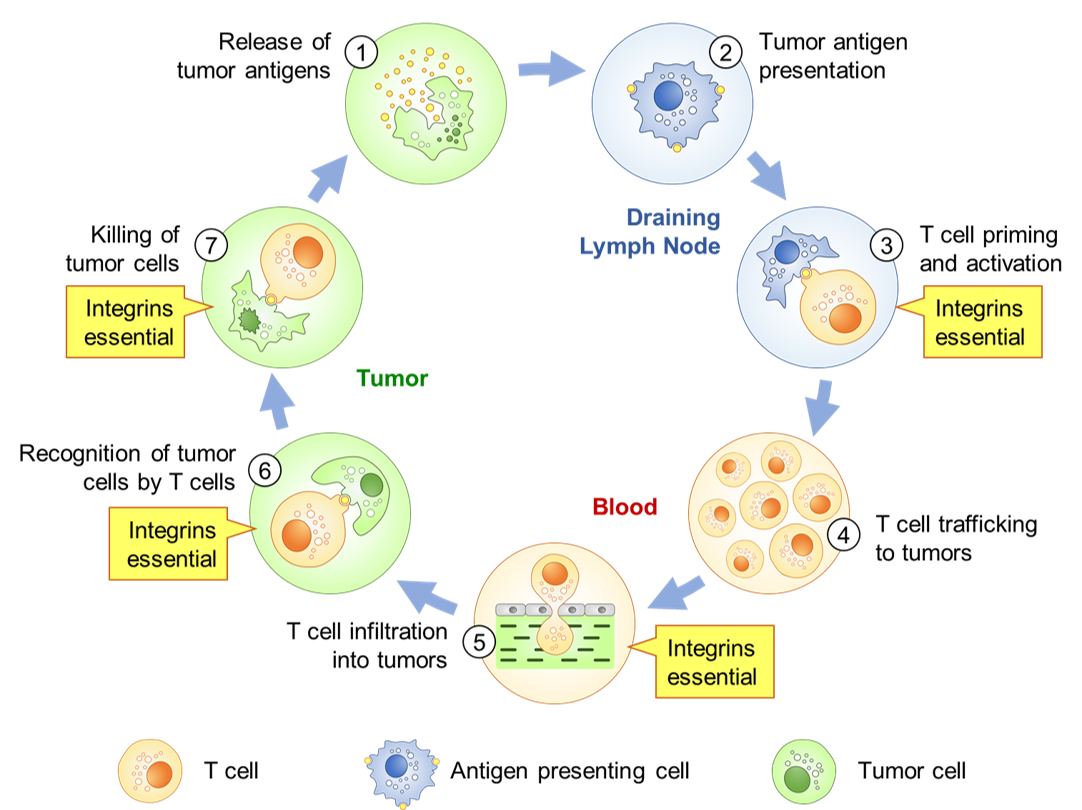 Services 3 — 7 Hills Pharma Inc.