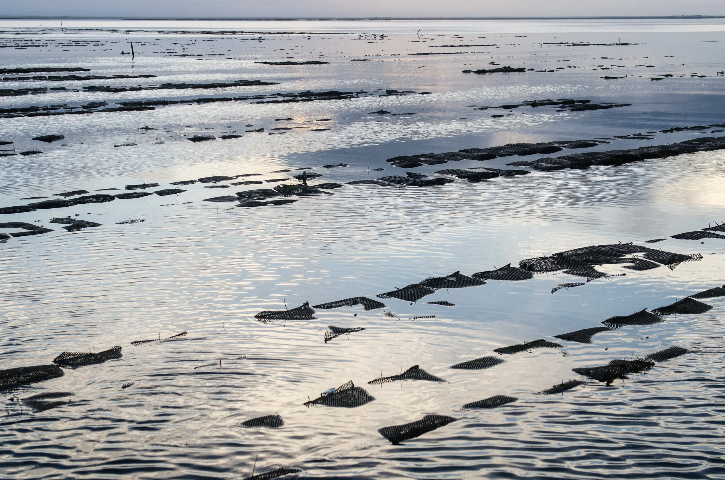 Oyster Farm | Guerrero Negro | Baja Shellfish Farms