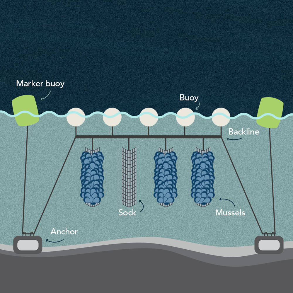 Whales Cove Mussels: All you need to know | Baja Shellfish Farms