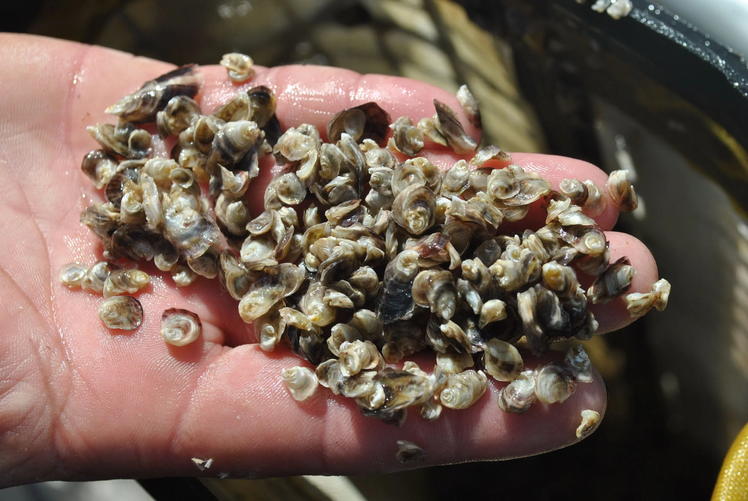 Differences between clams, oysters and mussels | Baja Shellfish Farms