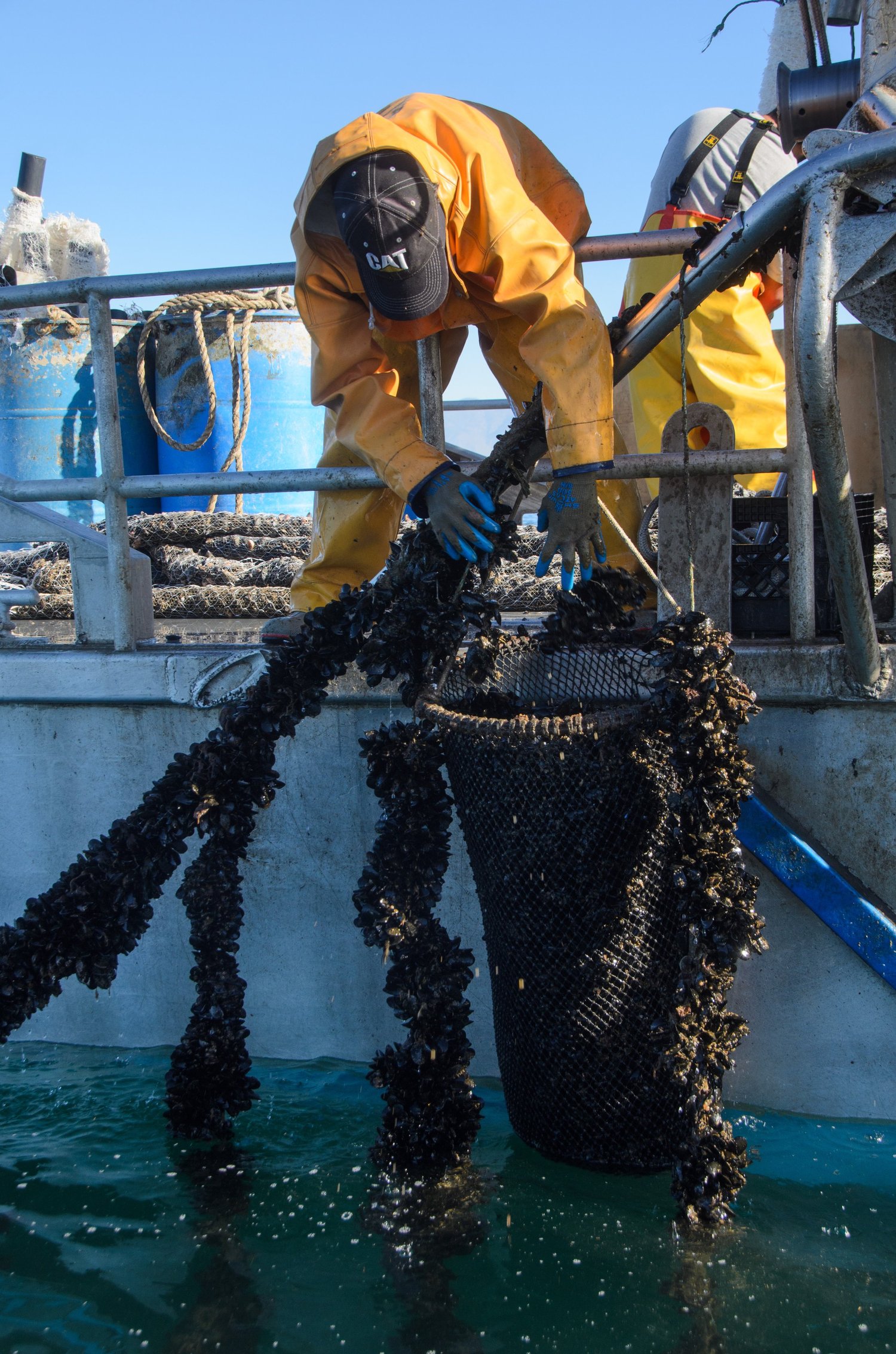 Mussel Farm | Whales Cove | Baja Shellfish Farms
